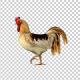 Farm Animals - Rooster Walk, Motion Graphics | VideoHive
