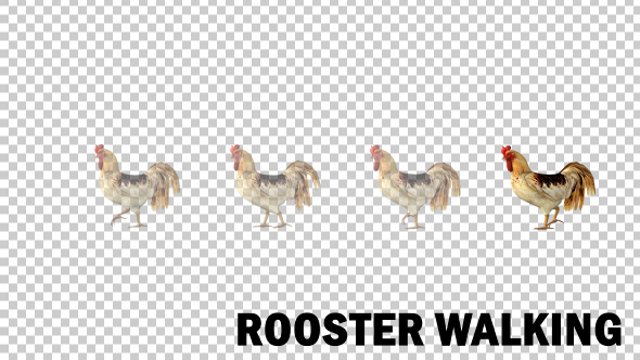 Farm Animals - Rooster Walk, Motion Graphics | VideoHive