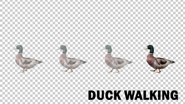 Duck Walk, Motion Graphics | VideoHive