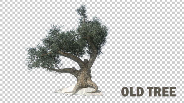 Old Tree, Motion Graphics | VideoHive