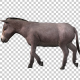 Farm Animals - Donkey, Motion Graphics | VideoHive