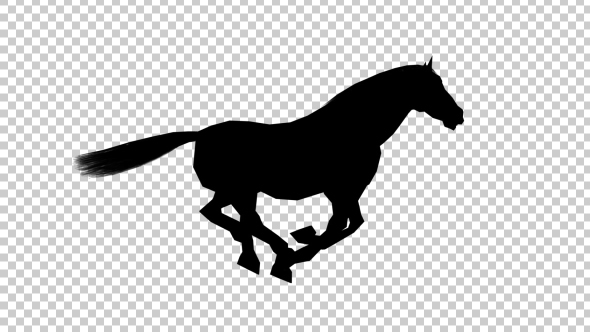 Horse Gallop, Motion Graphics | VideoHive