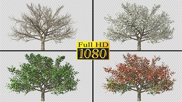 A Tree Passing Through The Four Seasons, Motion Graphics | VideoHive