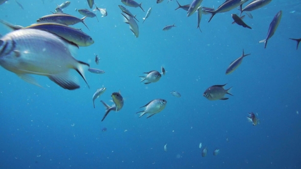 A Large Group of Fish Swim in the Red Sea, Stock Footage | VideoHive