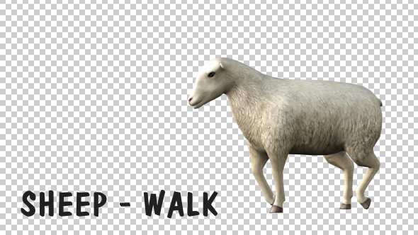 Sheep Walk, Motion Graphics | VideoHive