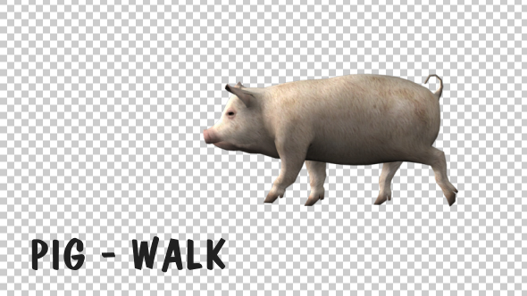 Pig Walk, Motion Graphics | VideoHive