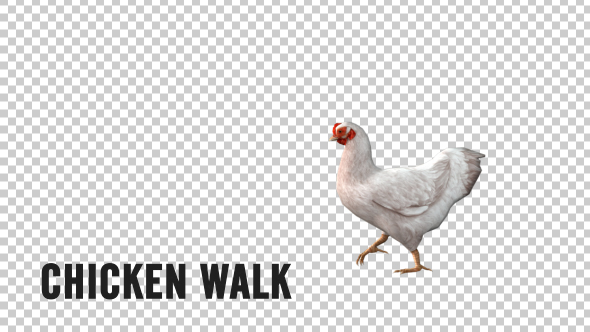 Chicken Walk, Motion Graphics | VideoHive