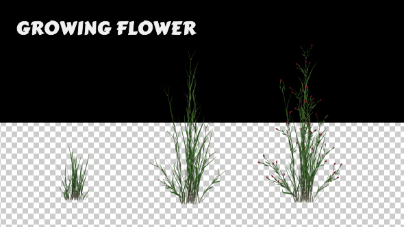 Growing Flower, Motion Graphics | VideoHive