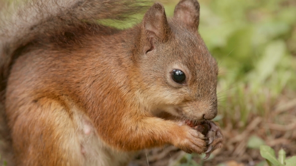 Squirrel Eats the Nut. Shot, Stock Footage | VideoHive