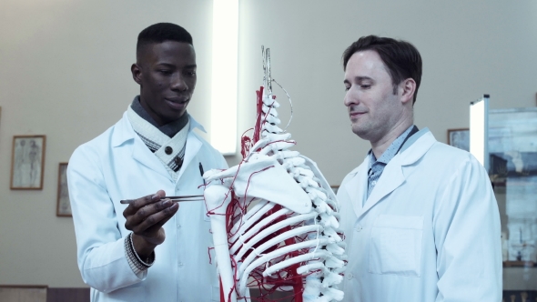The Students Learning the Anatomy, Stock Footage | VideoHive