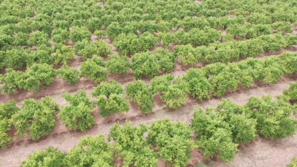 Orange Tree Field, Stock Footage | VideoHive