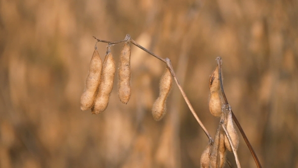 Soybean Field Before Harvest, Stock Footage | VideoHive