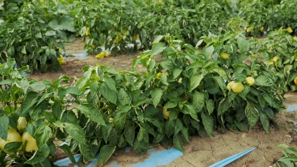 Sweet Pepper on a Field, Stock Footage | VideoHive