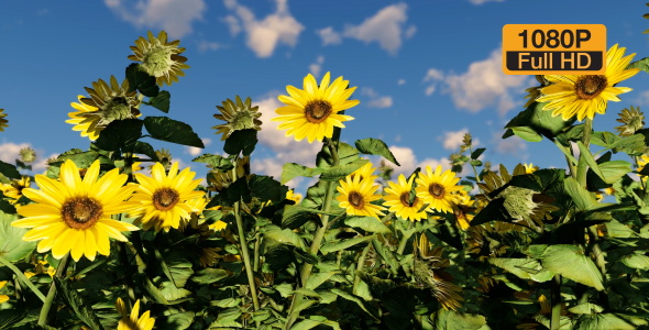 Sunflower, Motion Graphics | VideoHive