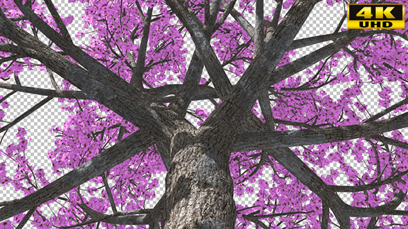 Spring Blossoming Tree, Motion Graphics | VideoHive