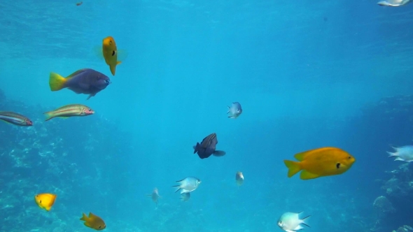 A Large Group of Fish Swim in the Red Sea, Stock Footage | VideoHive