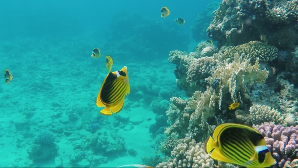 Bright Yellow Butterfly Fish of the Red Sea Awesome Underwater World ...