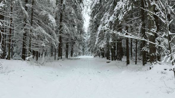 Walking To the Winter Forest, Stock Footage | VideoHive
