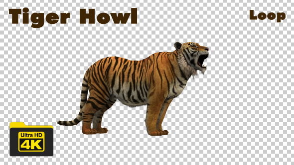 Tiger Howl Animation - 4K Loop, Motion Graphics | VideoHive