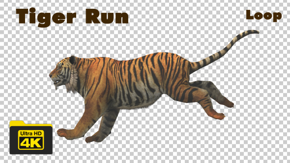 Tiger Running Looped 4K Animation, Motion Graphics | VideoHive