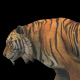 Tiger Walking 4K Animation, Motion Graphics | VideoHive