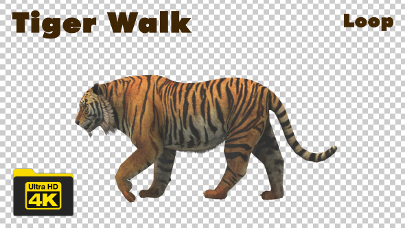 Tiger Walking 4K Animation, Motion Graphics | VideoHive