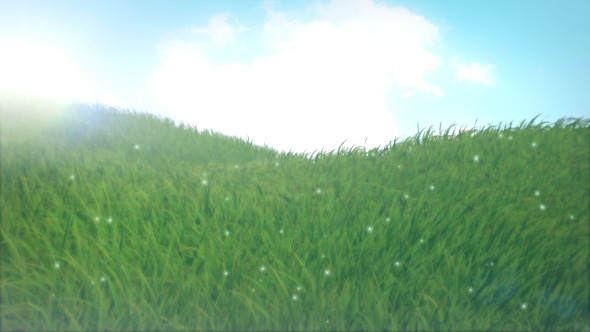 Grass, Motion Graphics | VideoHive