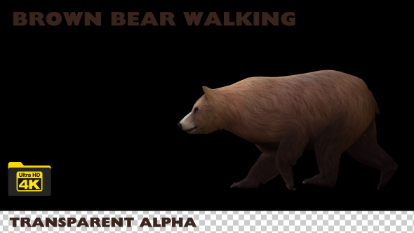 4K Brown Bear Walking, Motion Graphics | VideoHive