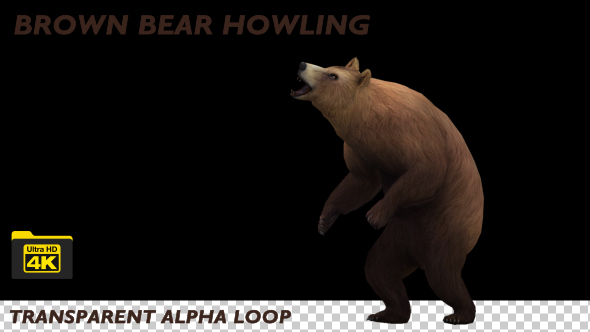 4K Brown Bear Howling, Motion Graphics | VideoHive