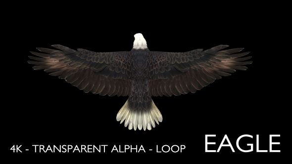 4K Eagle Gliding Loop Animation, Motion Graphics | VideoHive