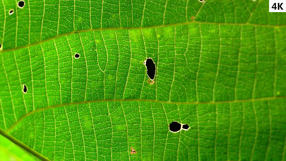 A Green Leaf Waving Slowly, Stock Footage | VideoHive