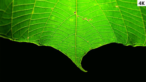 A Green Leaf Waving Slowly, Stock Footage | VideoHive