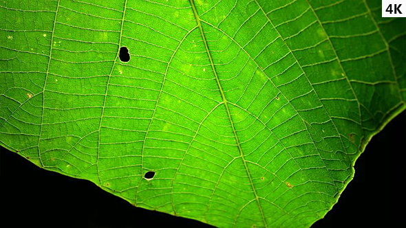 A Green Leaf Waving Slowly, Stock Footage | VideoHive