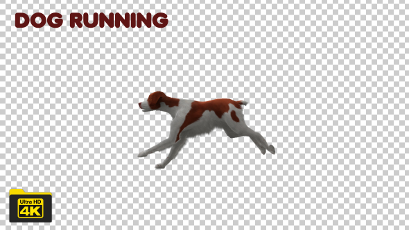 Dog Running, Motion Graphics | VideoHive