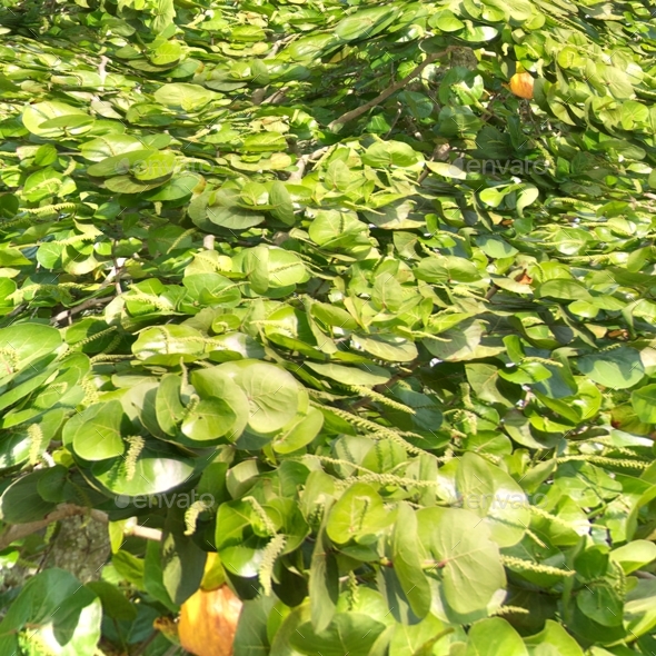 Jungle Shrubbery Seamless Texture by Lucky_Fingers | 3DOcean