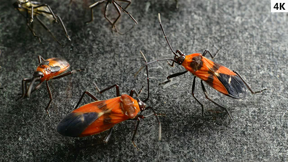 Small Insects Moving, Stock Footage | VideoHive