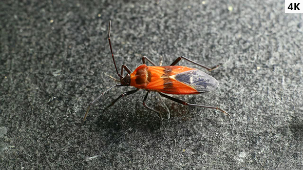 Small Insects Moving, Stock Footage | VideoHive