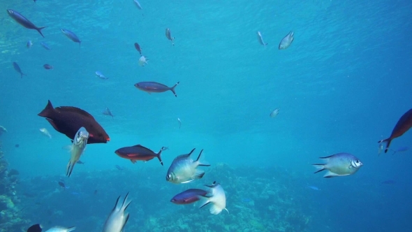 A Large Group of Fish Swim in the Red Sea, Stock Footage | VideoHive