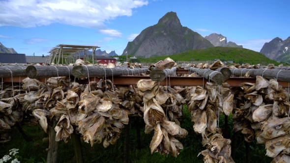 Fish Heads Drying on Racks Norway, Stock Footage | VideoHive