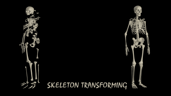 Human Skeleton Transforming - 2, Motion Graphics | VideoHive