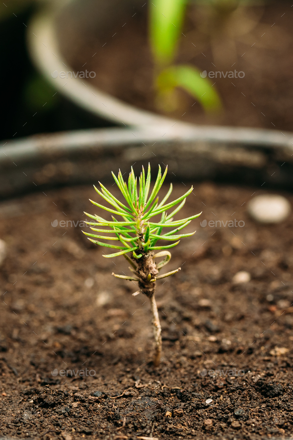 Green Sprouts Of Pine Tree Plant With Leaf, Leaves Growing From Stock ...