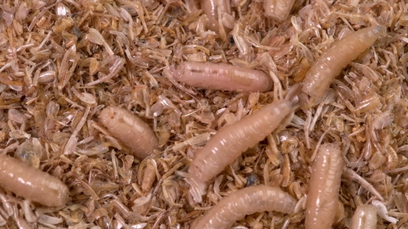 Worms, Maggots, Larvae, Stock Footage | VideoHive