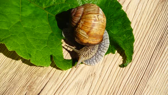 Shooting of Garden Snail 7, Stock Footage | VideoHive