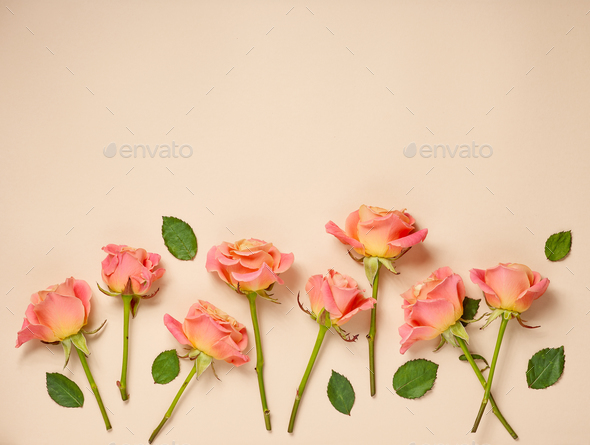 pink roses on beige background Stock Photo by magone | PhotoDune