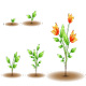 Growing flower, Vectors | GraphicRiver
