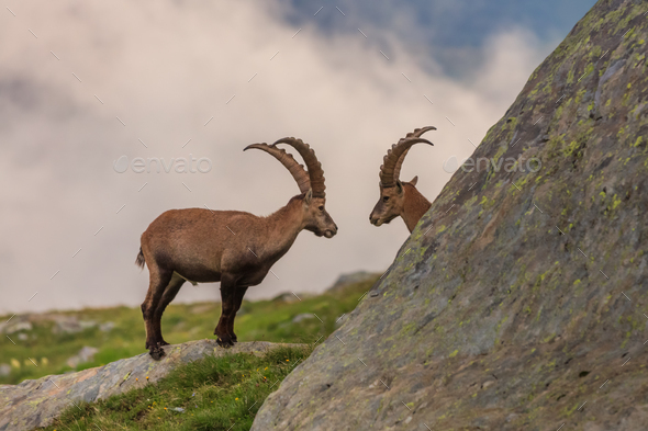 Ibex , Range of Mont-Blanc, French Alps Stock Photo by porojnicu ...