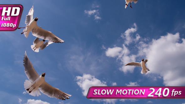 Soaring Birds On Tropical Surf, Stock Footage | VideoHive