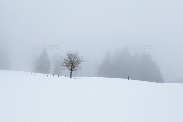 foggy morning on snowy hills in winter Stock Photo by catolla | PhotoDune