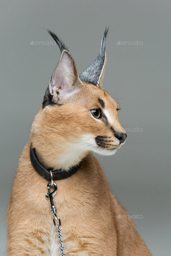 Beautiful caracal lynx sitting over grey background Stock Photo by ...