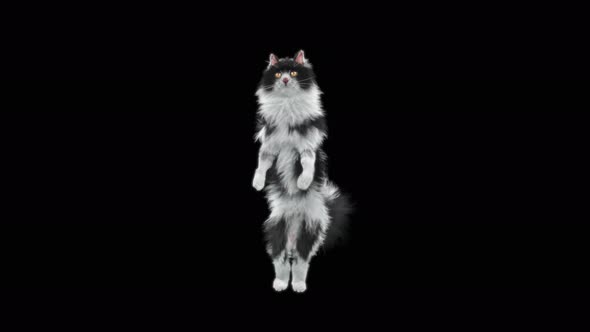 Cat Walking 4K, Motion Graphics | VideoHive